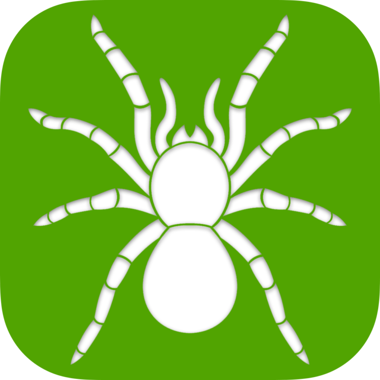 Spider anatomy - Spidentify