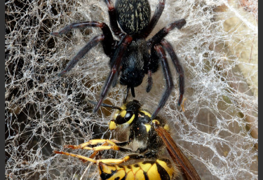 Are spiders helpful to people? - Spidentify