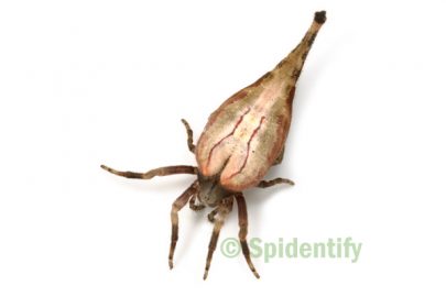 Orb-weaving Spiders - Spidentify
