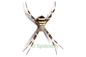 Orb-weaving Spiders - Spidentify