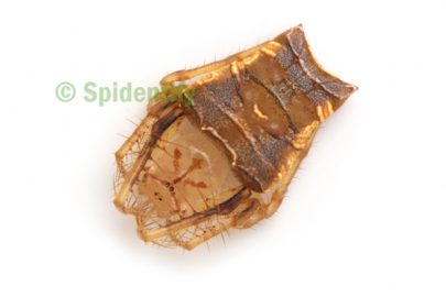 Triangular Spiders - Spidentify