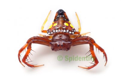Triangular Spiders - Spidentify