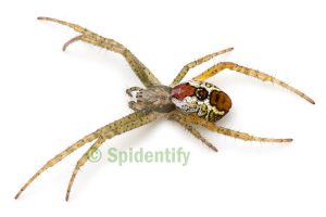 Orb-weaving Spiders - Spidentify