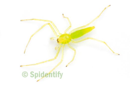 Sac Spiders - Spidentify