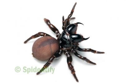 Mouse Spiders - Spidentify