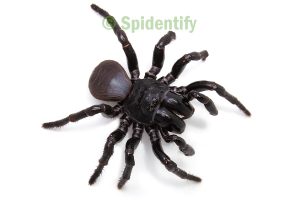 Mouse Spiders - Spidentify
