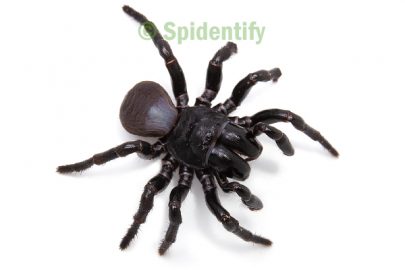 Mouse Spiders - Spidentify