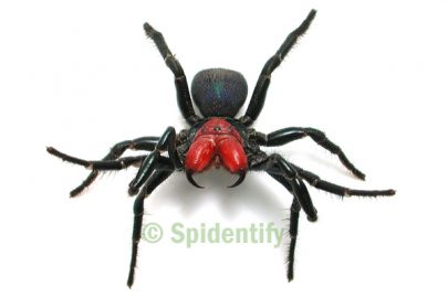Mouse Spiders - Spidentify