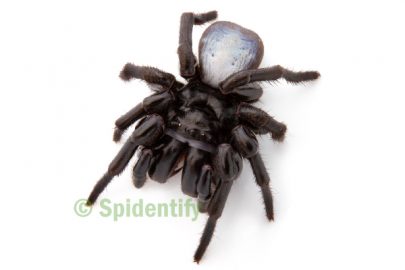 Mouse Spiders - Spidentify