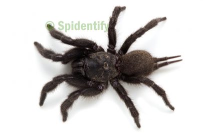 Curtain-web Spiders - Spidentify