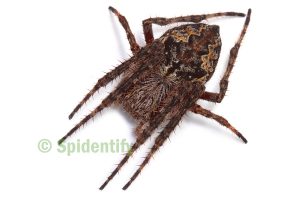 Orb-weaving Spiders - Spidentify