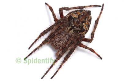 Orb-weaving Spiders - Spidentify