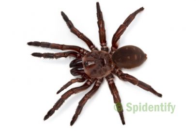 Trapdoor Spiders - Spidentify