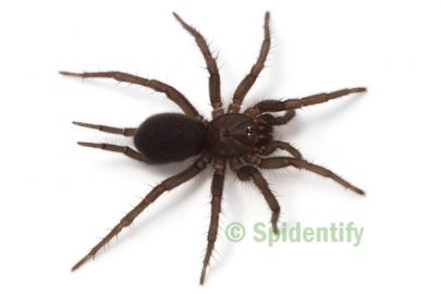 Curtain-web Spiders - Spidentify