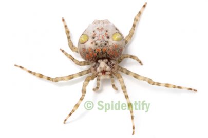 Orb-weaving Spiders - Spidentify