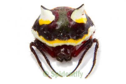 Orb-weaving Spiders - Spidentify