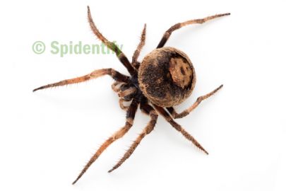 Orb-weaving Spiders - Spidentify