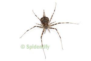 Two-tailed Spiders - Spidentify